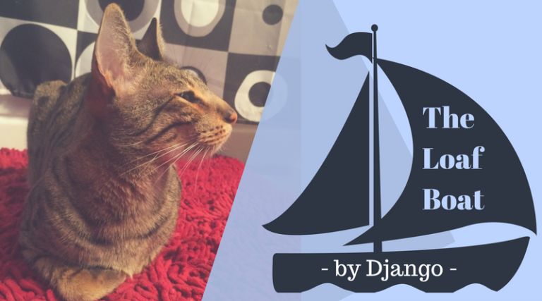 What is a Cat Loaf? - Kitty Loaf