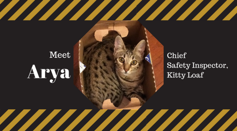 Arya Pics - Kitty Loaf