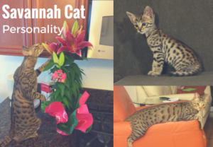 Savannah Cat Personality - Kitty Loaf