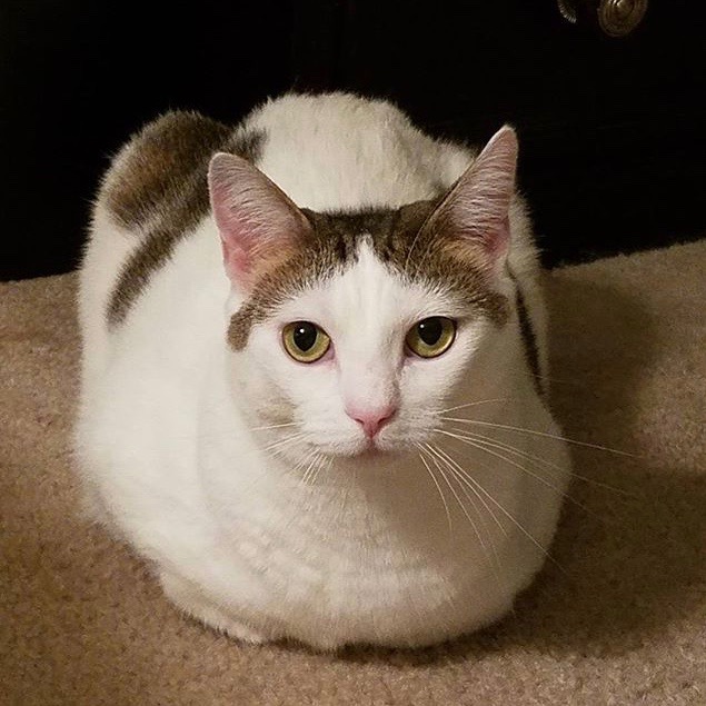 Loaf of the Day - 12/2/16 - Kitty Loaf