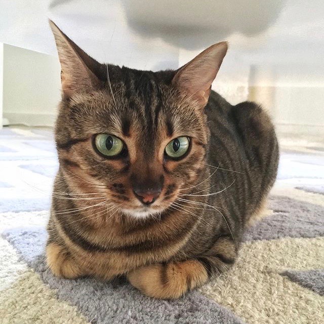 Loaf of the Day - 12/16/16 - Kitty Loaf
