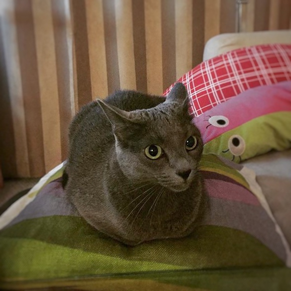 Loaf of the Day - 12/20/16 - Kitty Loaf