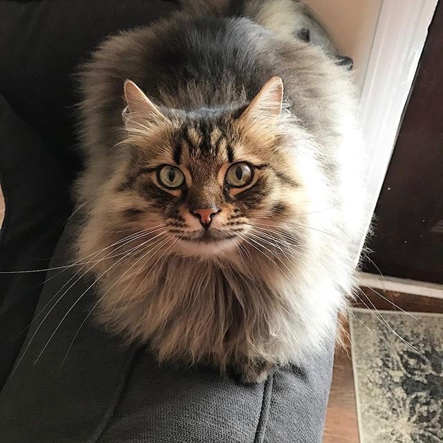 Loaf of the Day - 12/6/16 - Kitty Loaf