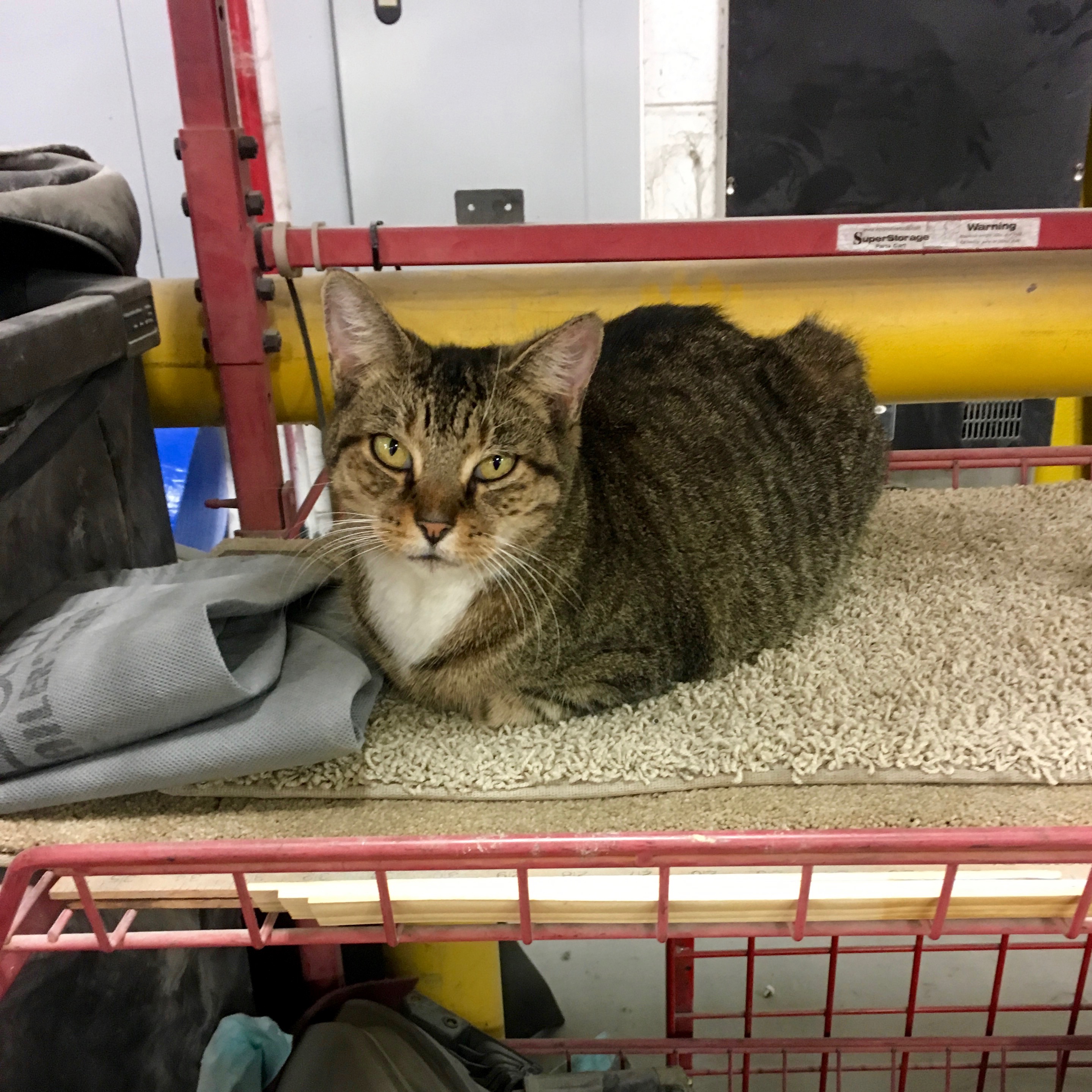 Loaf of the Day - 12/18/16 - Kitty Loaf