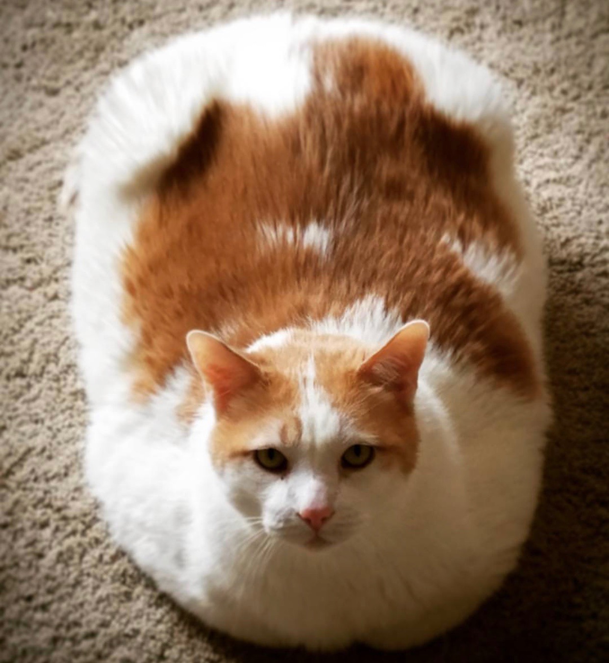 Loaf of the Day - 1/18/17 - Kitty Loaf