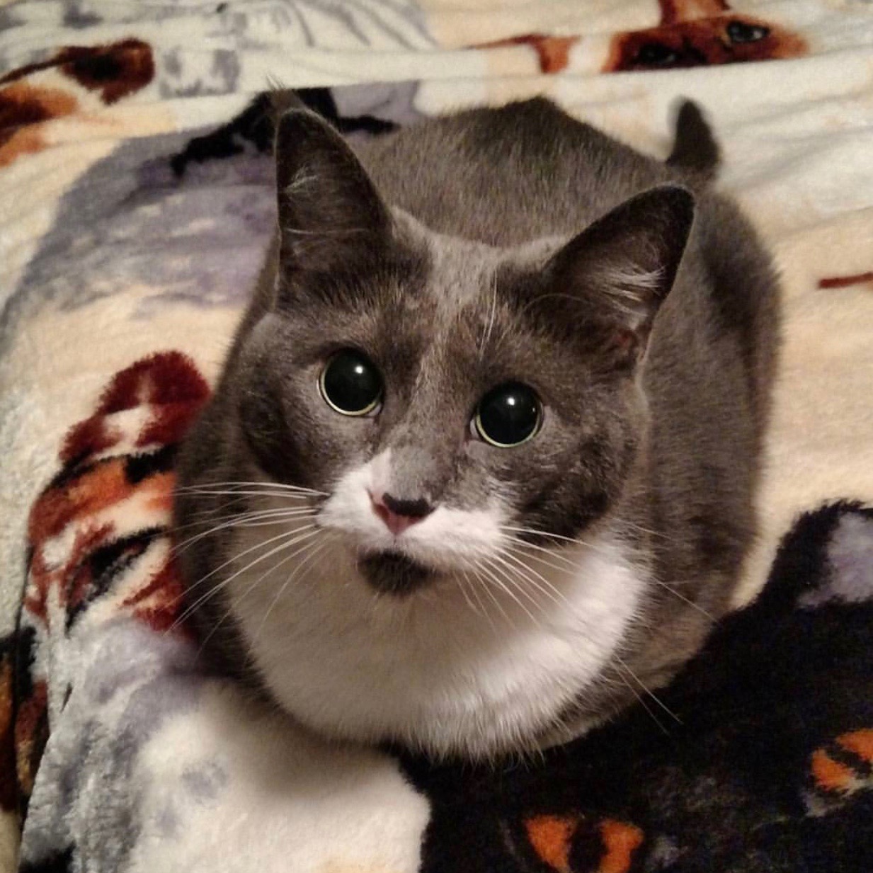 Loaf of the Day - 1/8/17 - Kitty Loaf