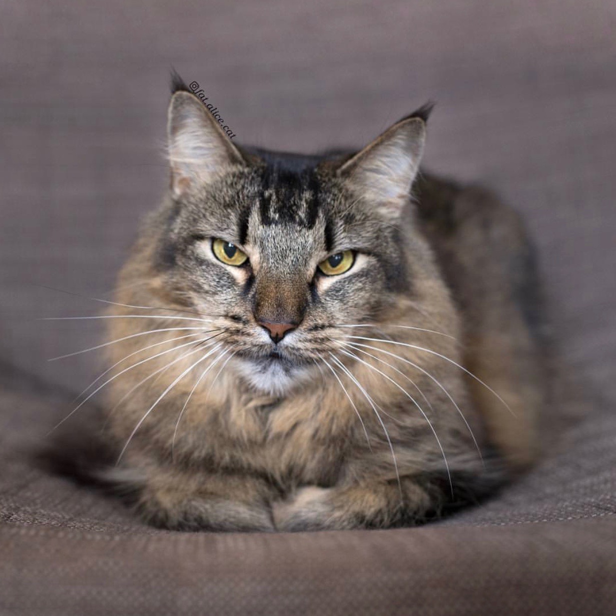 Loaf of the Day - 1/24/17 - Kitty Loaf