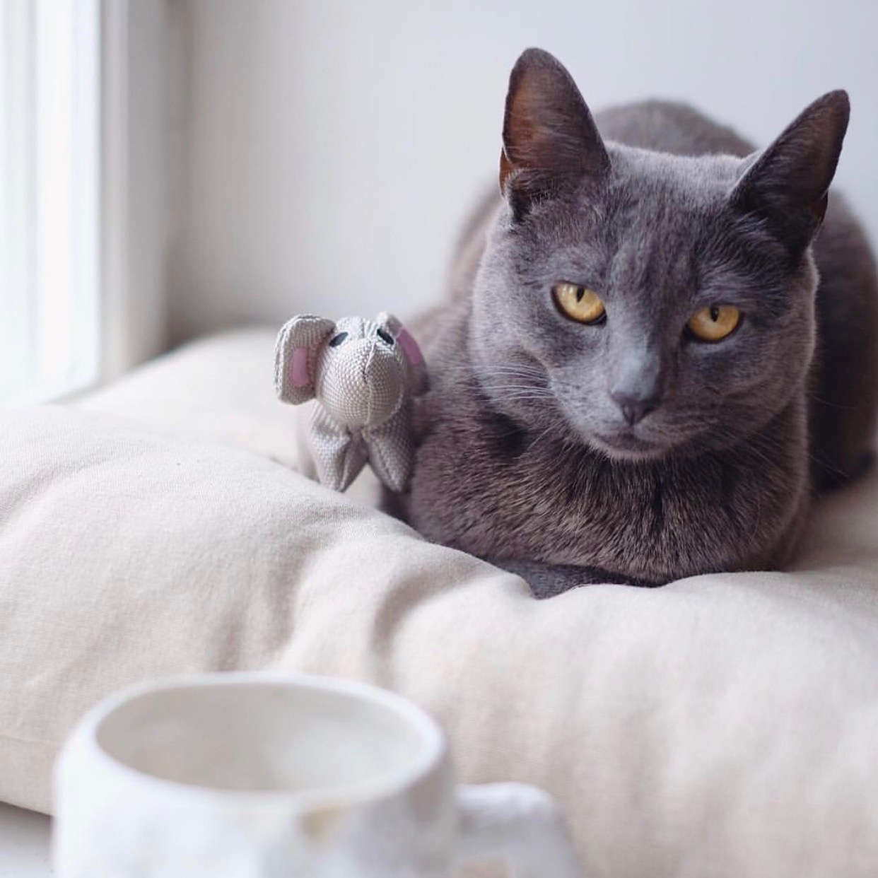 Loaf of the Day - 1/10/17 - Kitty Loaf