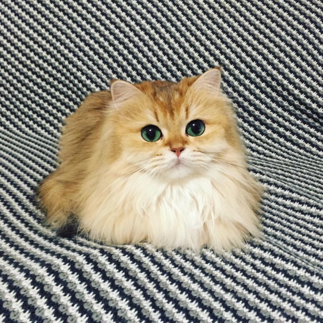 Loaf of the Day - 1/4/17 - Kitty Loaf