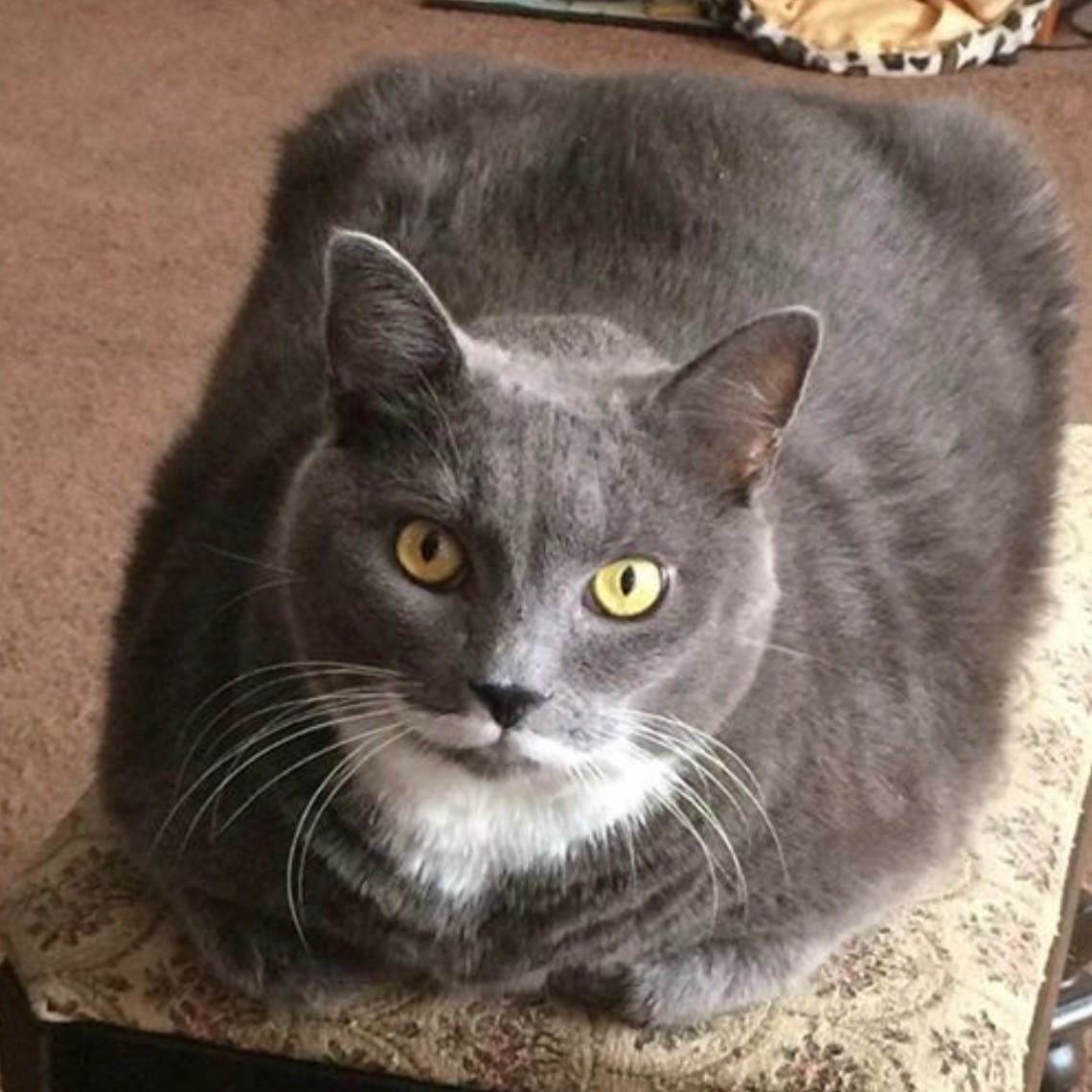 Loaf of the Day - 1/27/17 - Kitty Loaf