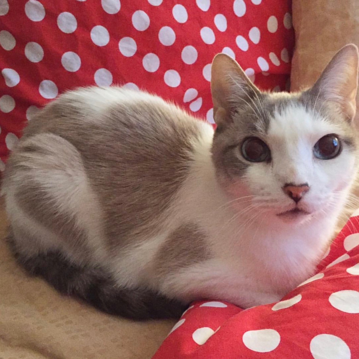 Loaf of the Day - 2/26/17 - Kitty Loaf