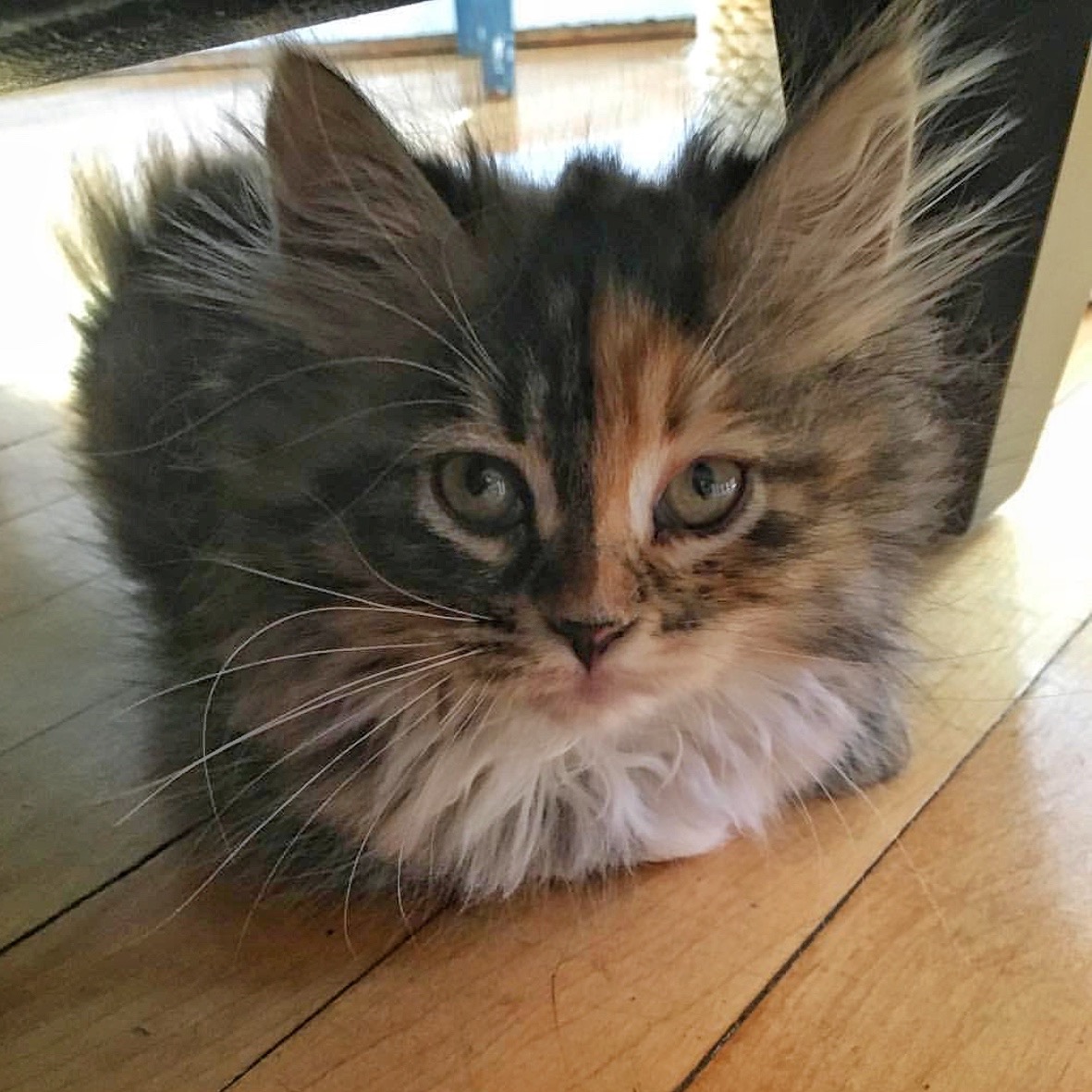 Loaf of the Day - 2/10/17 - Kitty Loaf
