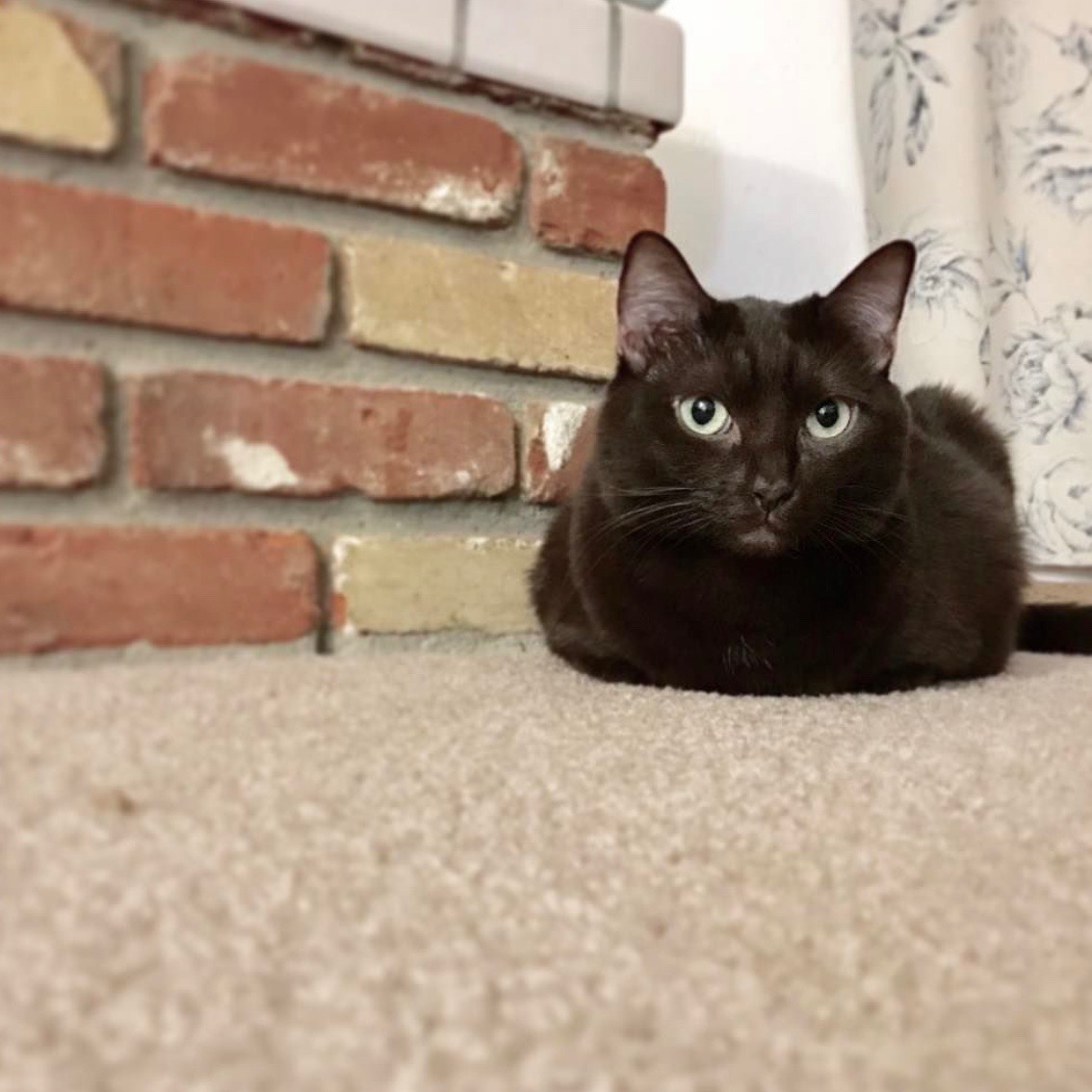 Loaf of the Day - 2/25/17 - Kitty Loaf