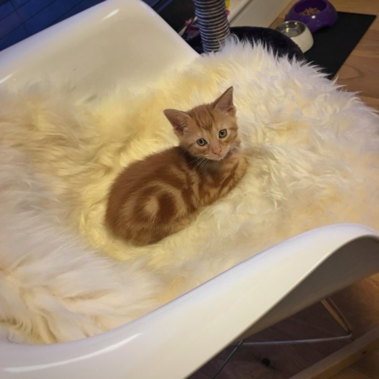 Loaf of the Day - 2/14/17 - Kitty Loaf