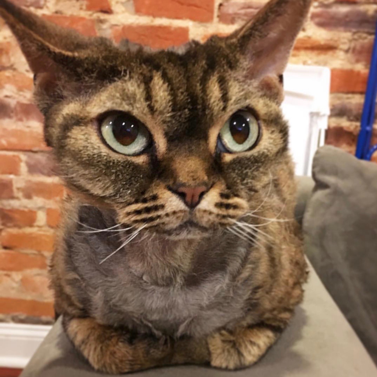 Loaf of the Day - 2/21/17 - Kitty Loaf