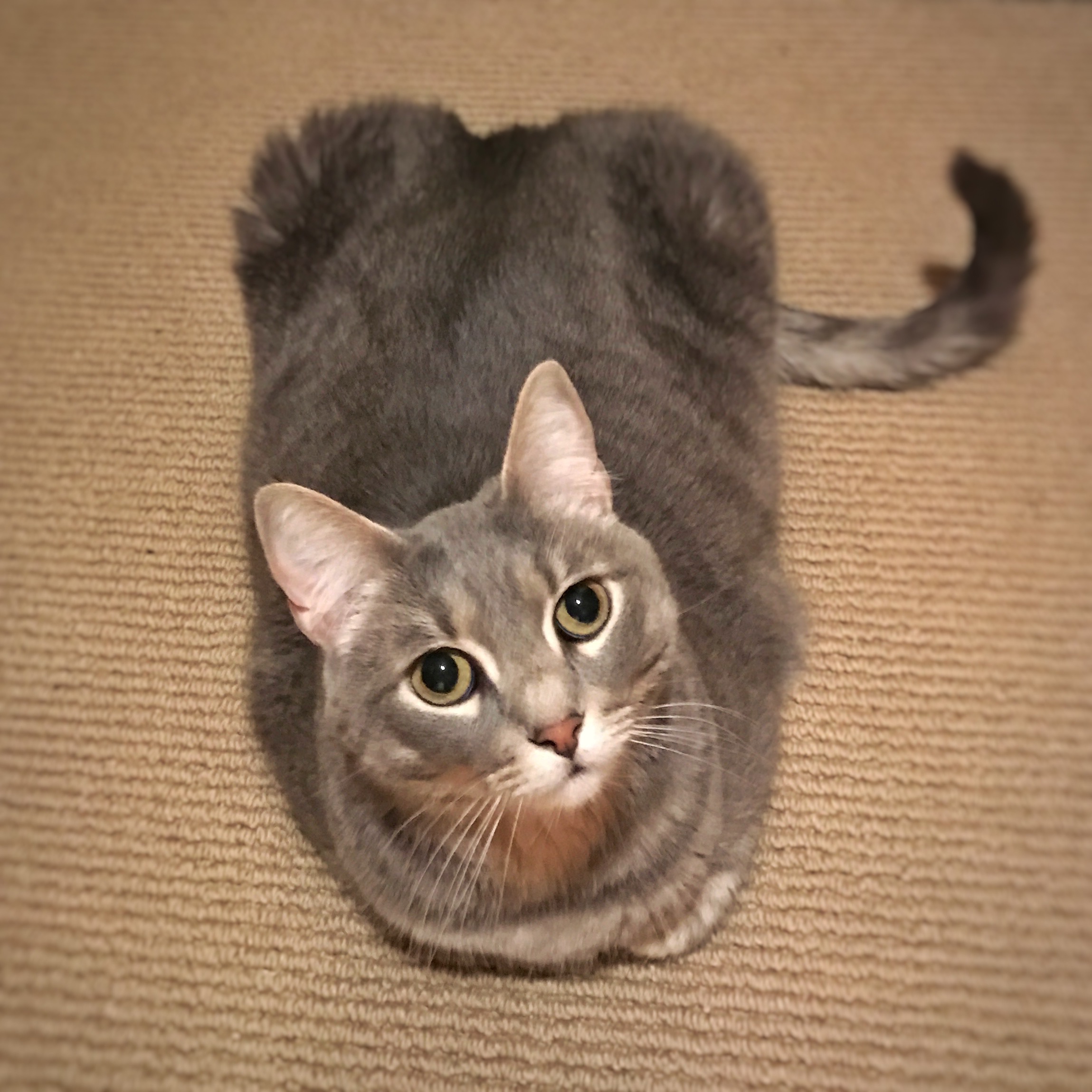 Loaf of the Day - 2/24/17 - Kitty Loaf