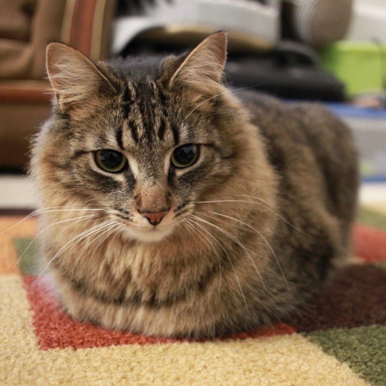 Loaf of the Day - 2/16/17 - Kitty Loaf