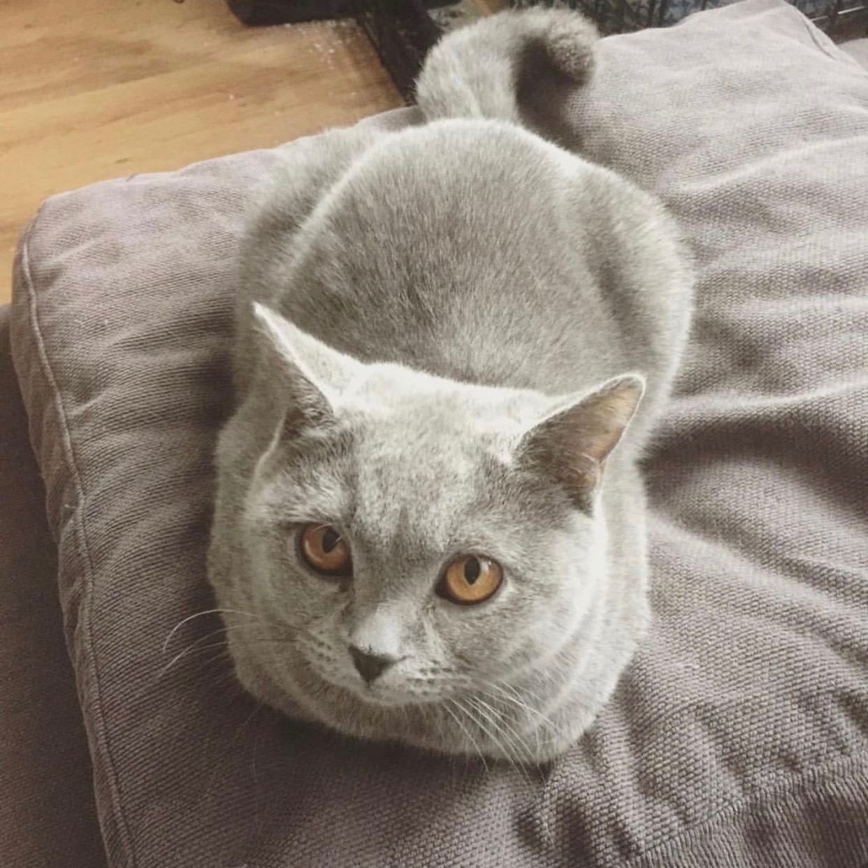 Loaf of the Day - 2/8/17 - Kitty Loaf