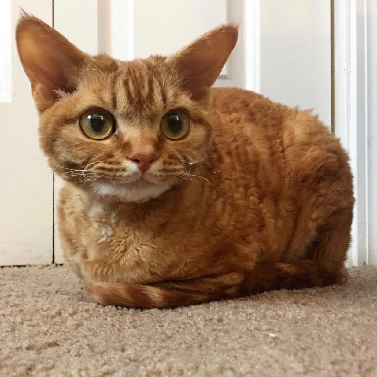 Loaf of the Day - 3/29/17 - Kitty Loaf