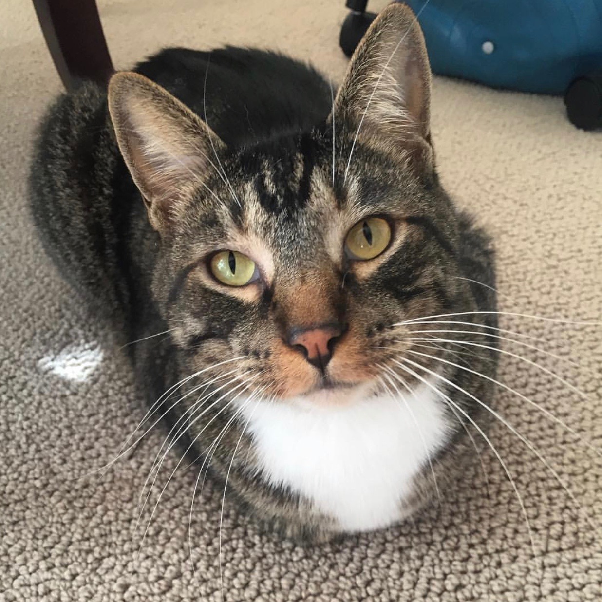 Loaf of the Day - 3/21/17 - Kitty Loaf