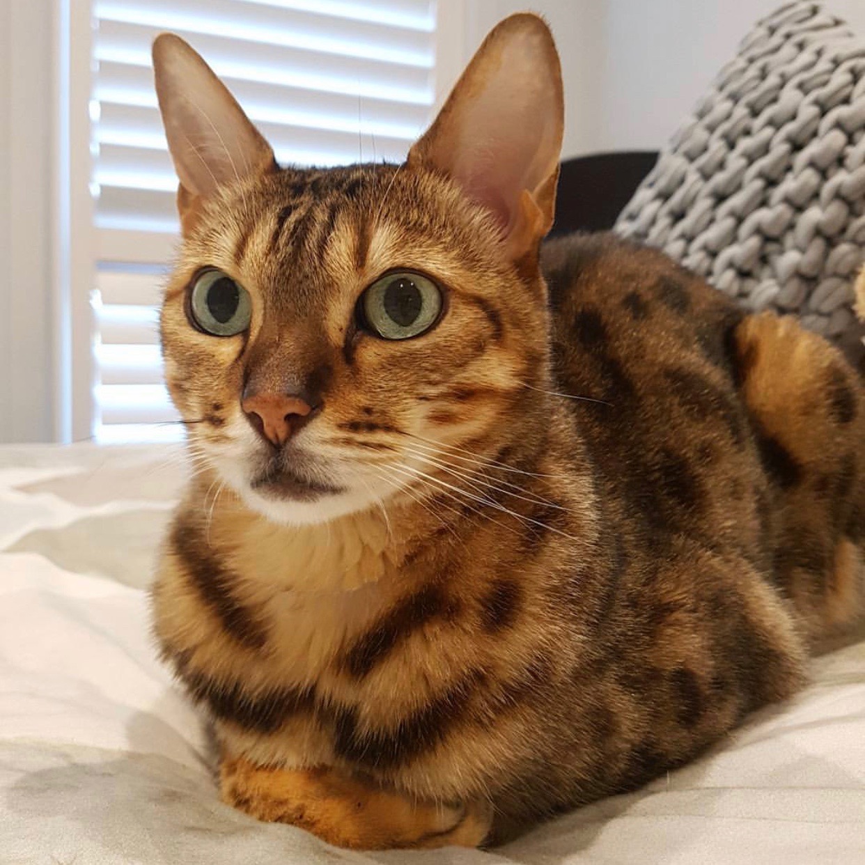 Loaf of the Day - 3/15/17 - Kitty Loaf