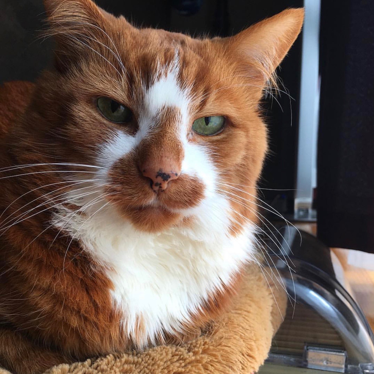 Loaf of the Day - 4/3/17 - Kitty Loaf