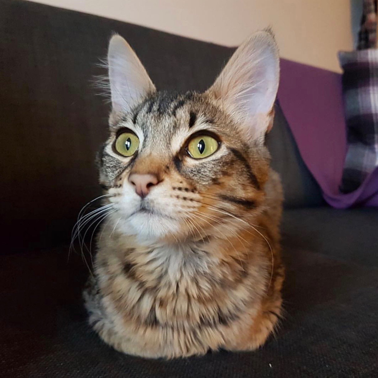 Loaf of the Day - 3/8/17 - Kitty Loaf