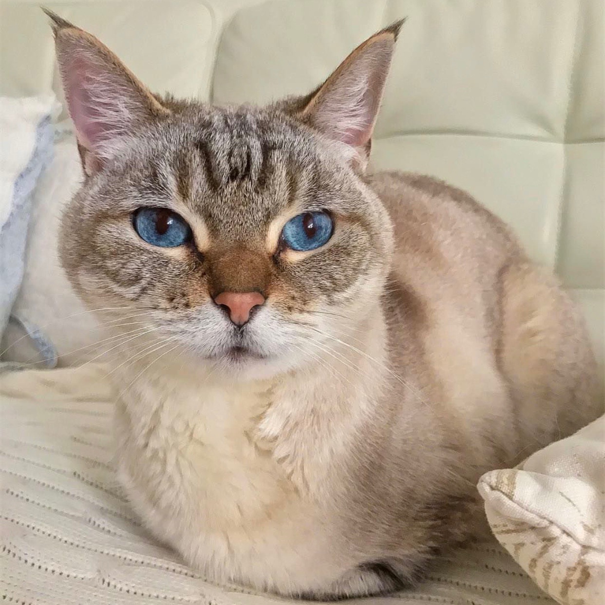 Loaf of the Day - 3/12/17 - Kitty Loaf