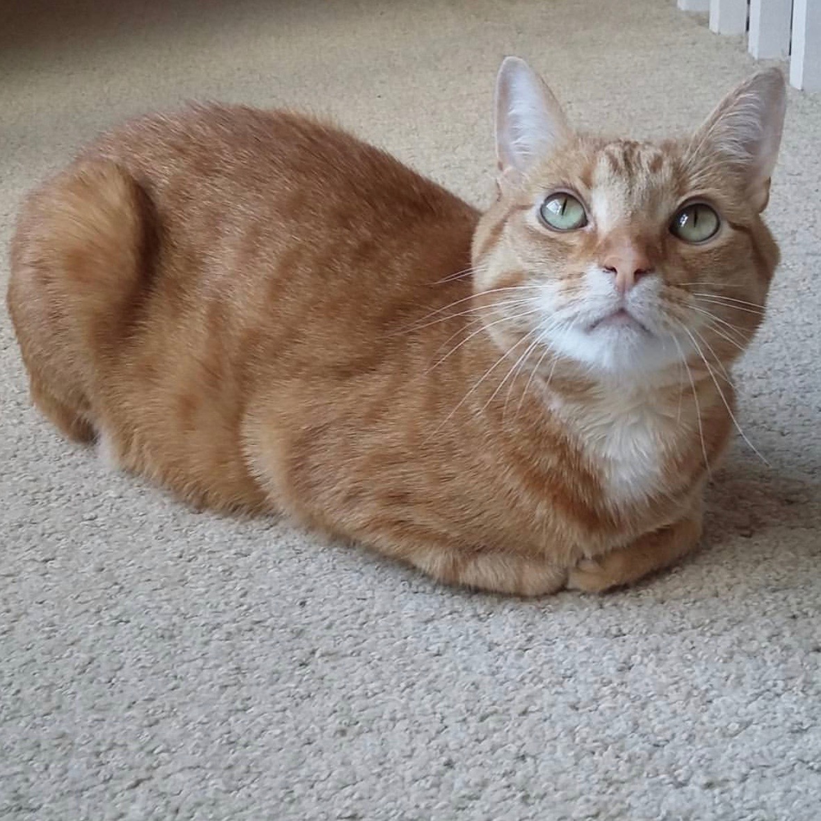 Loaf of the Day - 3/25/17 - Kitty Loaf