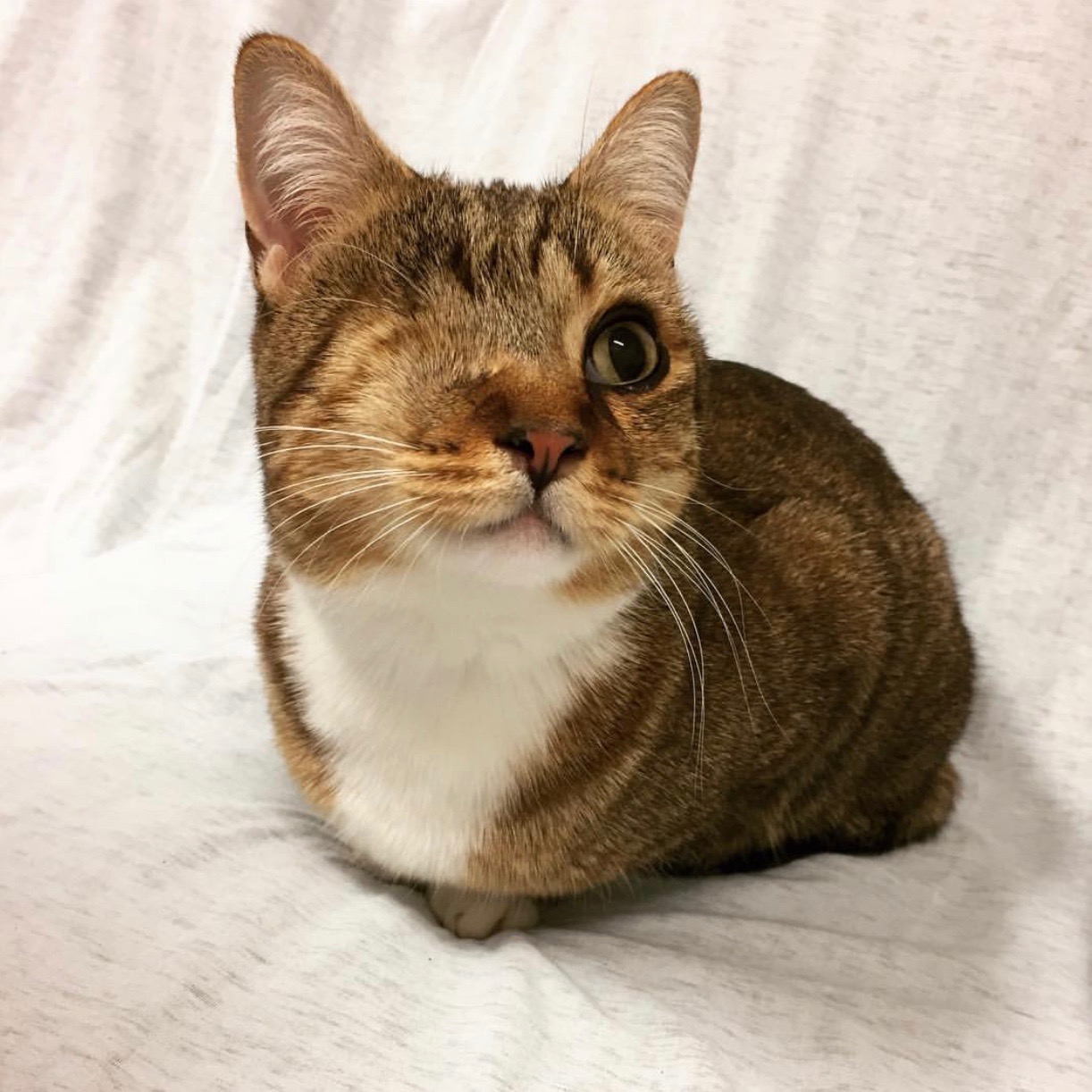 Loaf of the Day - 3/5/17 - Kitty Loaf