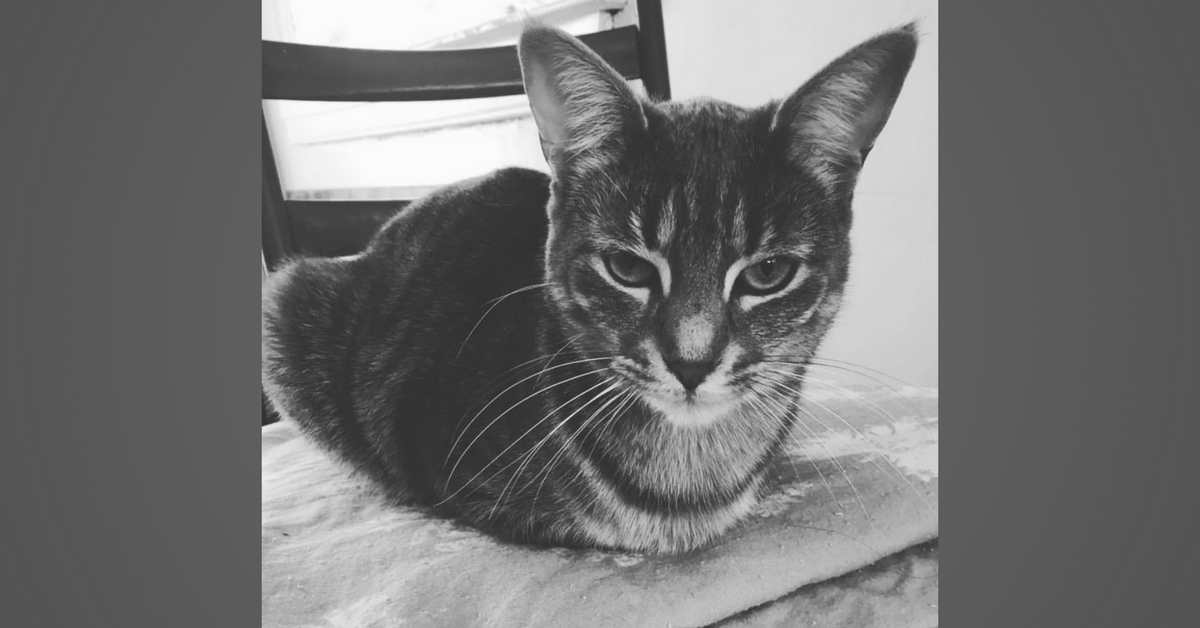Loaf of the Day - 4/25/17 - Kitty Loaf