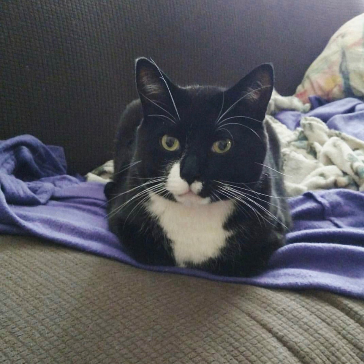 Loaf of the Day - 4/17/17 - Kitty Loaf