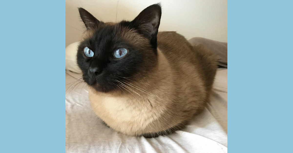Loaf of the Day – 1/4/20 - Kitty Loaf