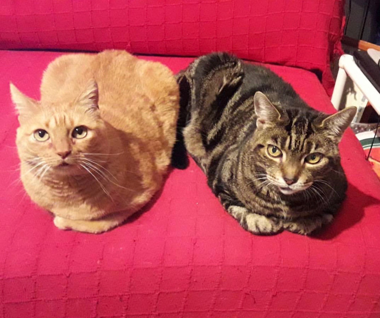 Loaf of the Day - 4/12/17 - Kitty Loaf