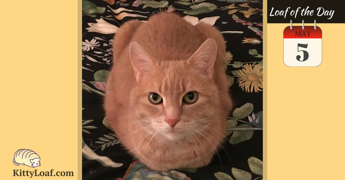 Loaf of the Day – 3/22/18 - Kitty Loaf