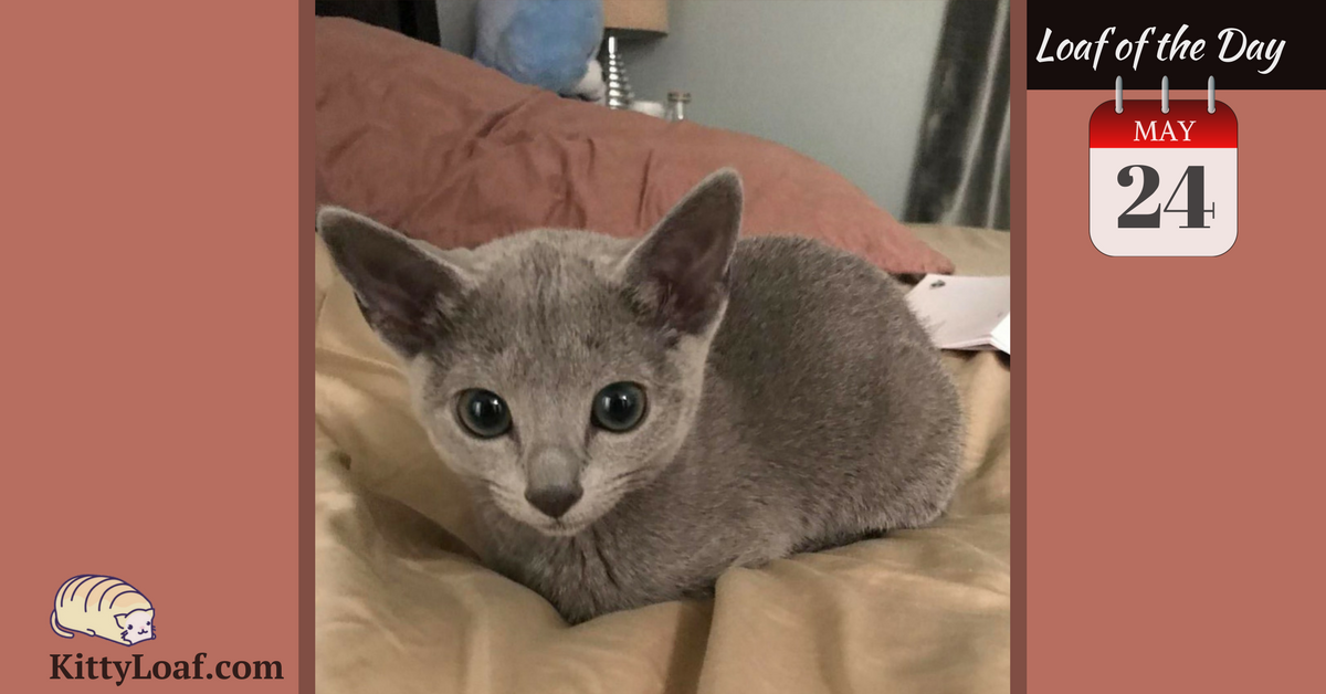 Loaf of the Day – 4/12/18 - Kitty Loaf