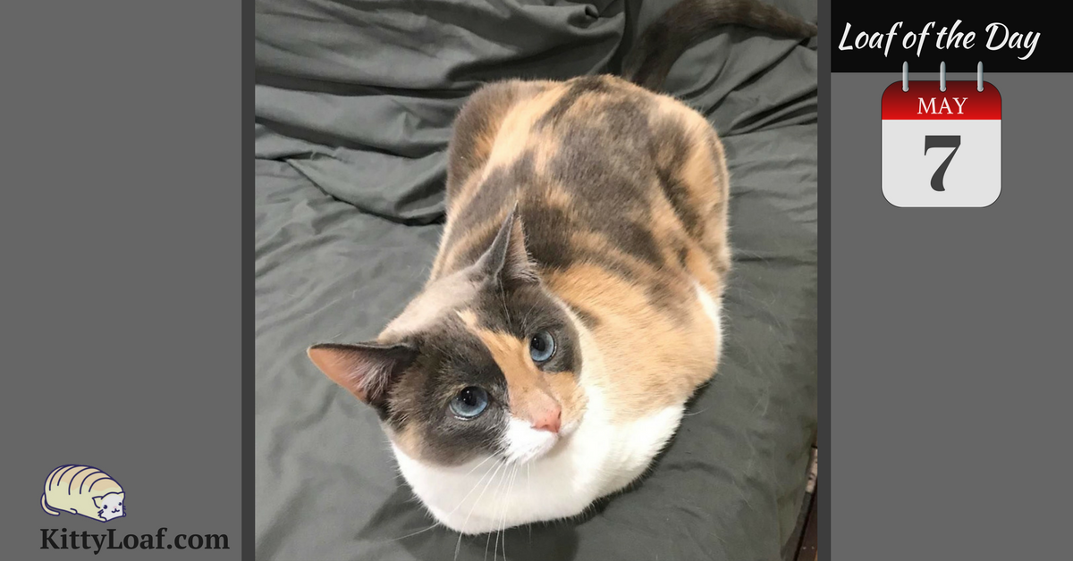 Loaf of the Day – 5/7/17 - Kitty Loaf