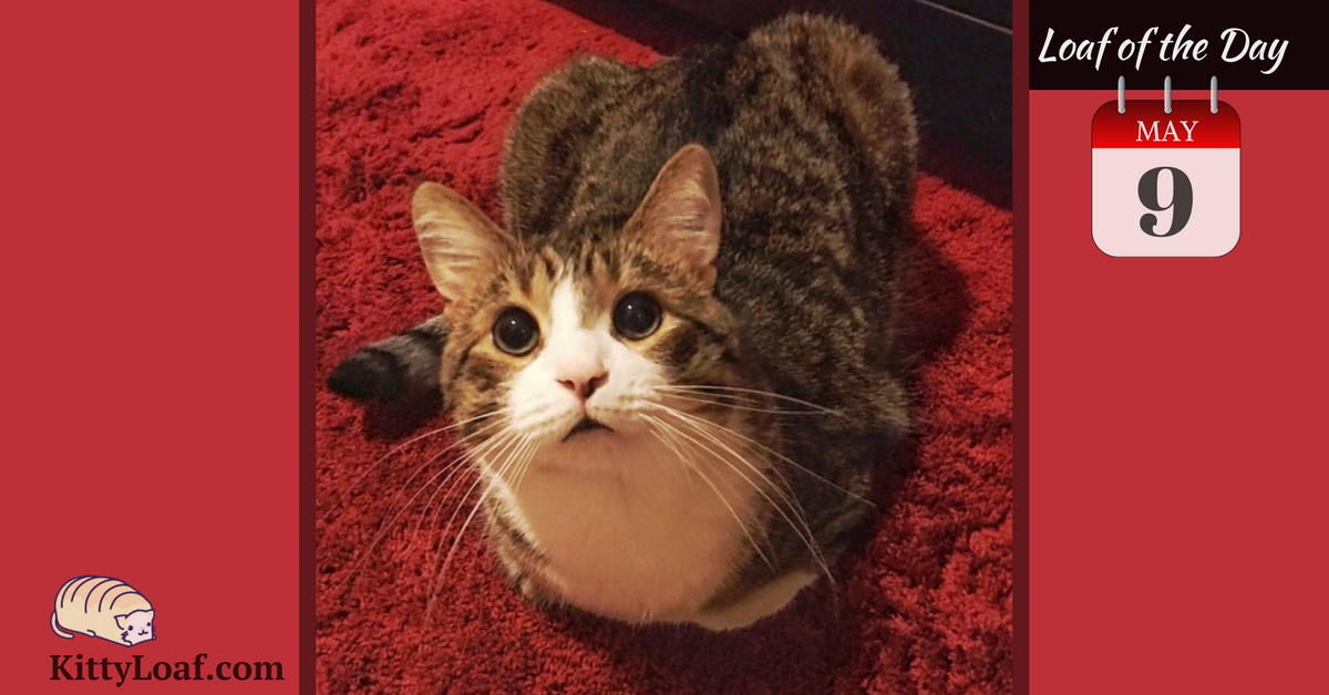 Loaf of the Day - 12/27/16 - Kitty Loaf