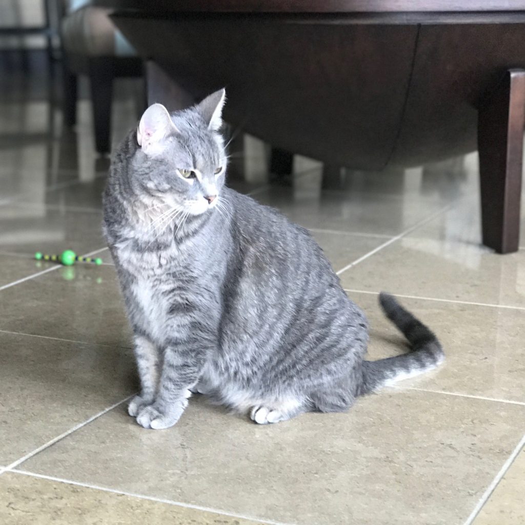 Introducing Cats – Cat Behaviorist to the Rescue - Kitty Loaf