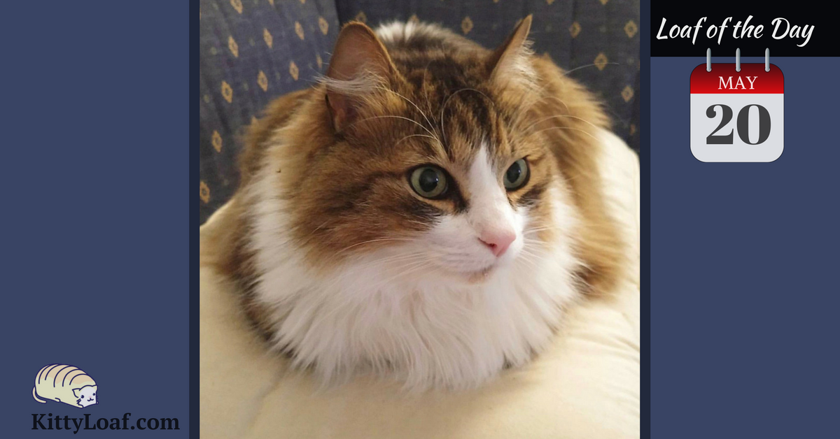 Loaf of the Day – 5/20/17 - Kitty Loaf