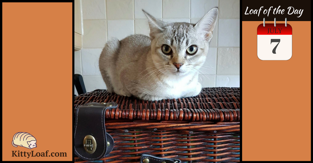 Loaf of the Day – 1/4/20 - Kitty Loaf