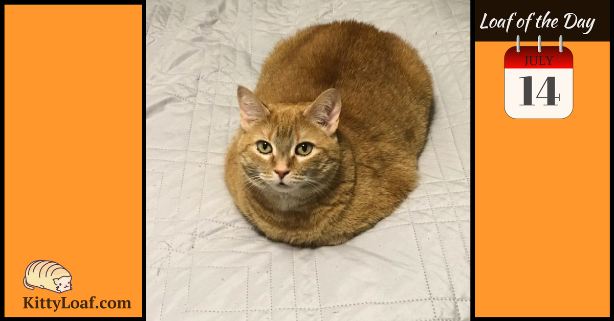 Loaf of the Day – 7/14/17 - Kitty Loaf