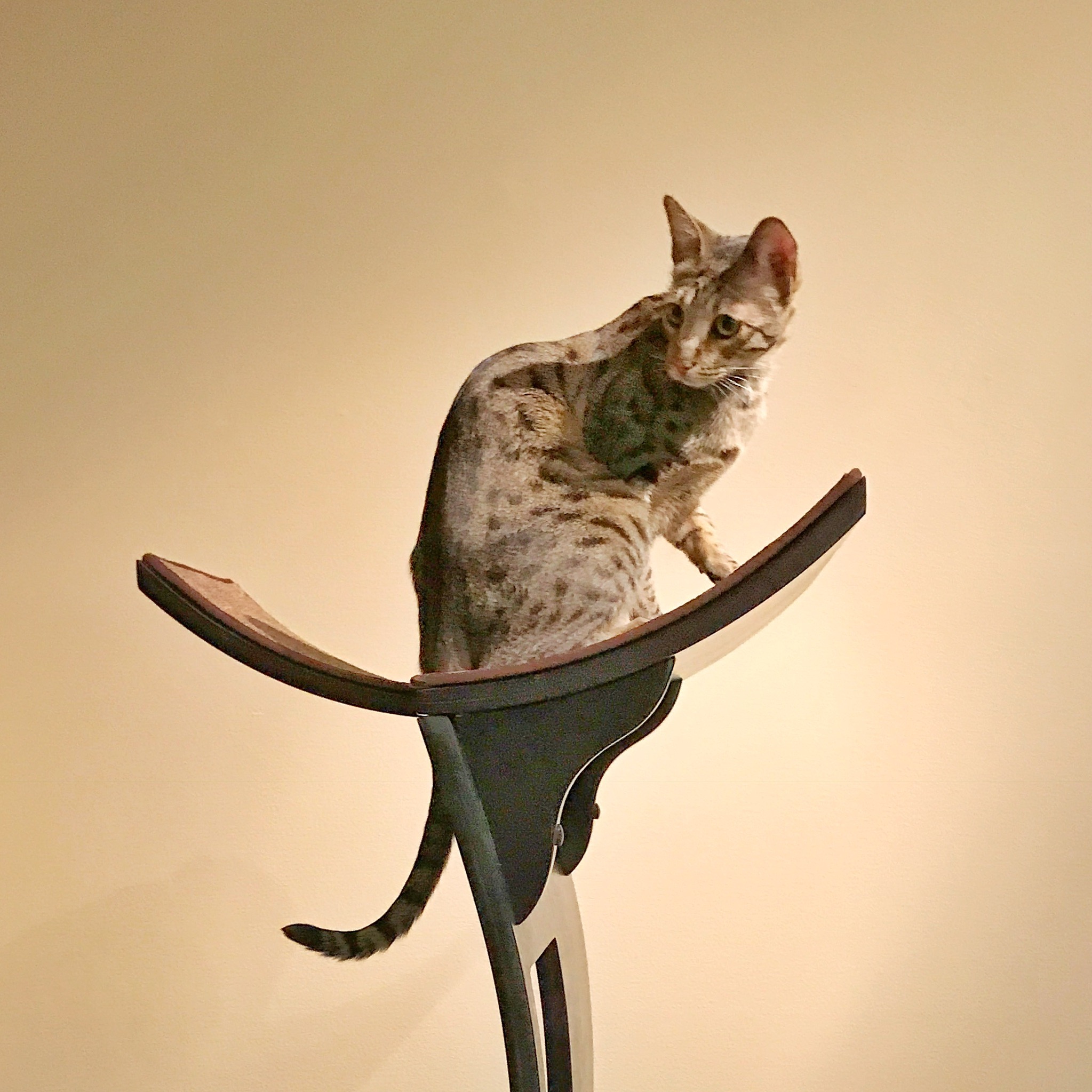 Best Cat Products of 2017 - Kitty Loaf