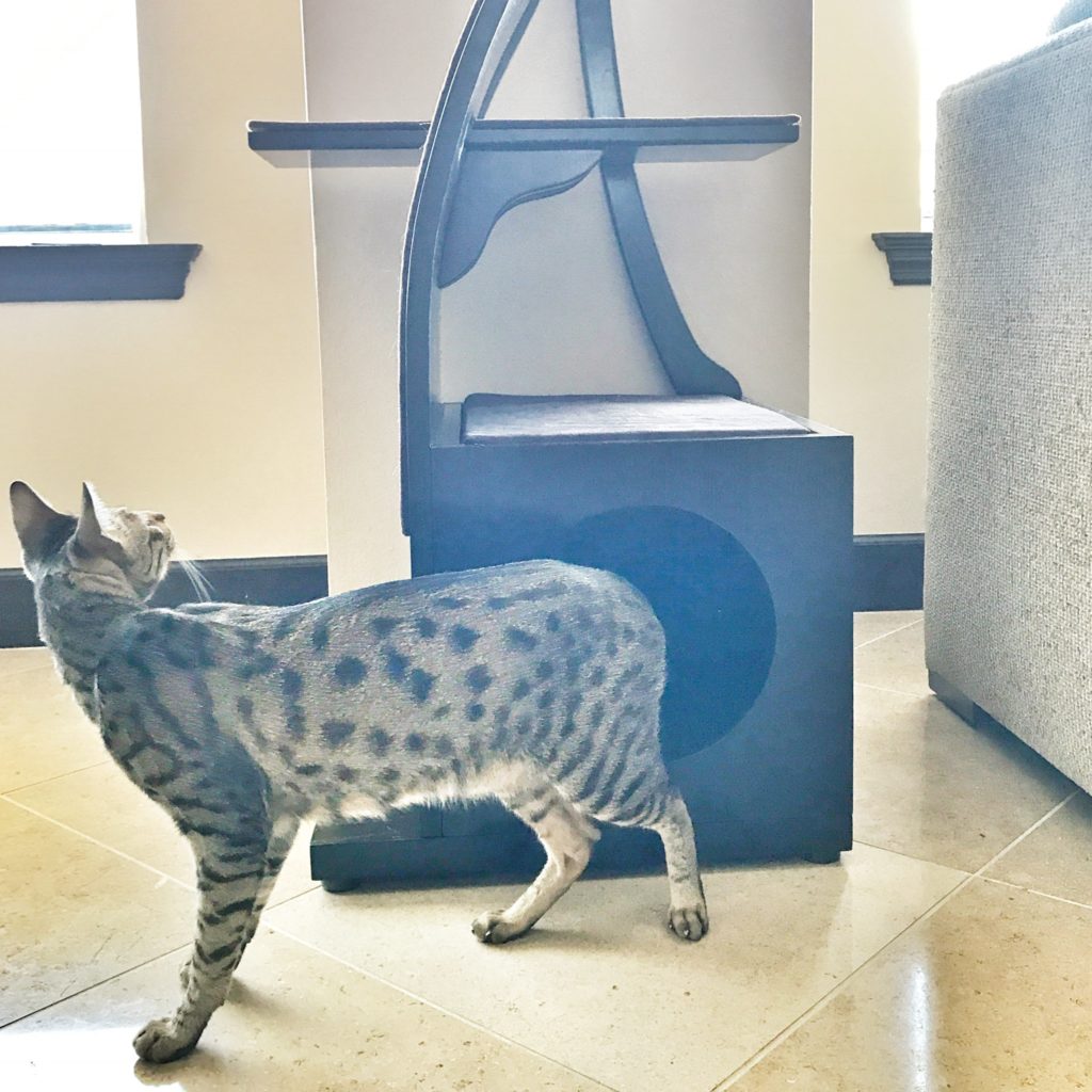 Best Cat Products of 2017 - Kitty Loaf