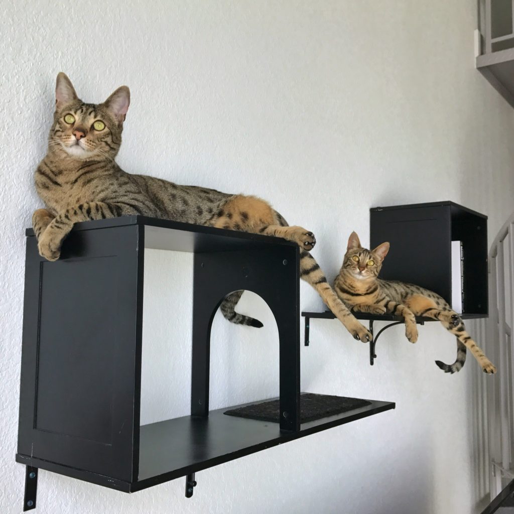 Custom Cat Shelves - Kitty Loaf