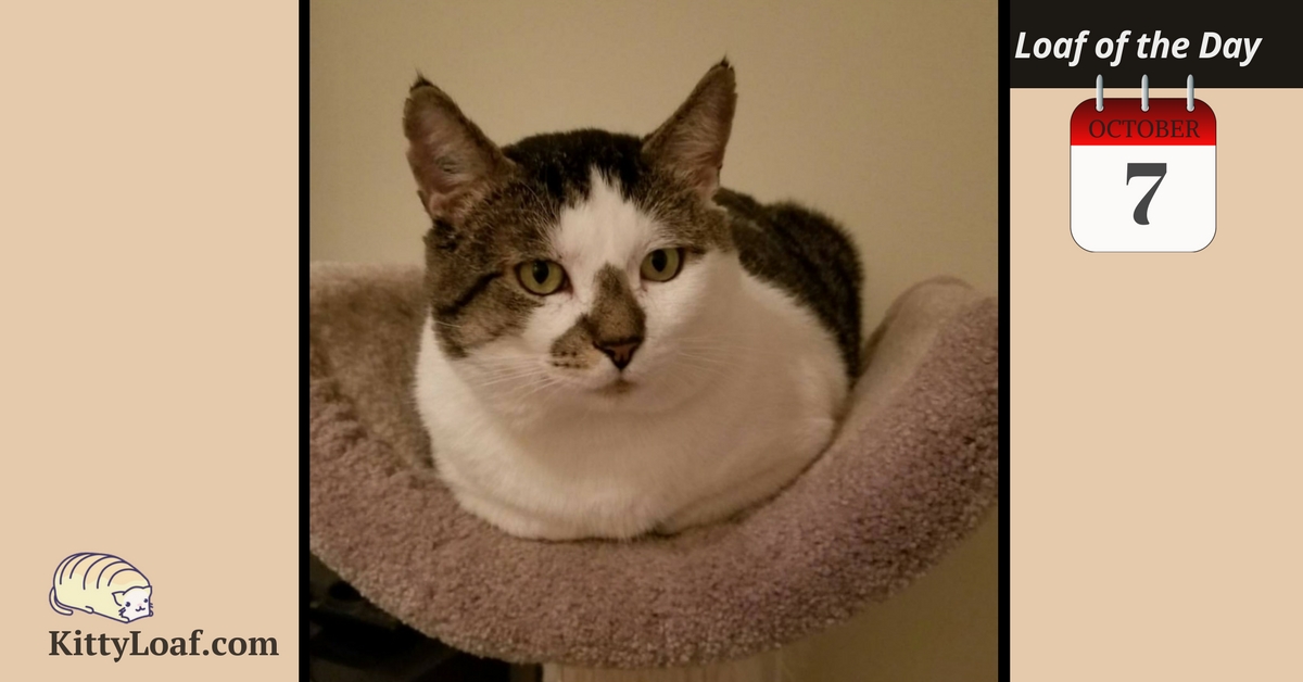 Loaf of the Day – 10/7/17 - Kitty Loaf