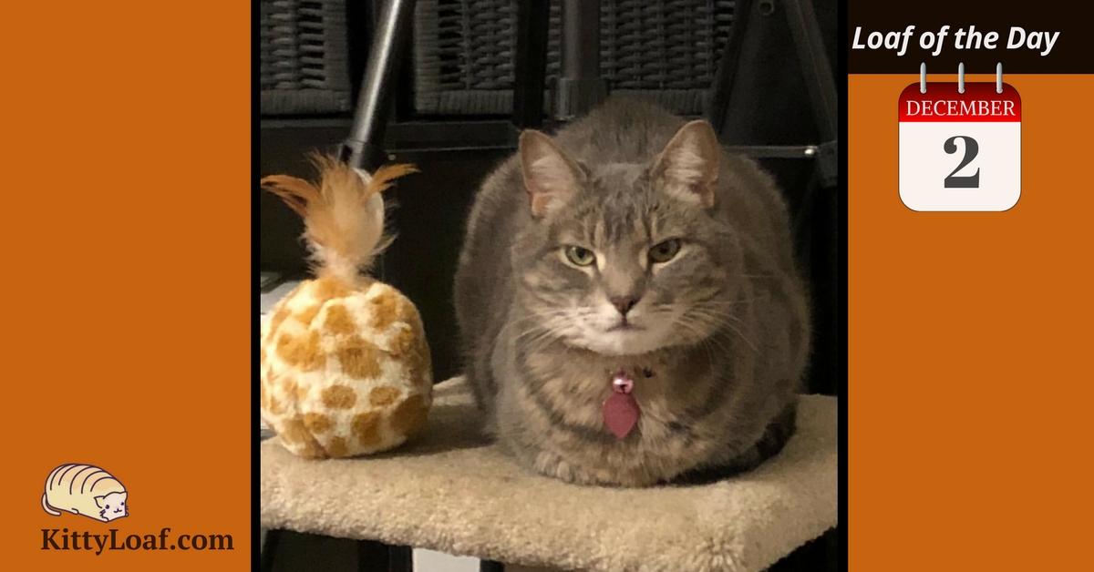 Loaf of the Day – 12/2/17 - Kitty Loaf
