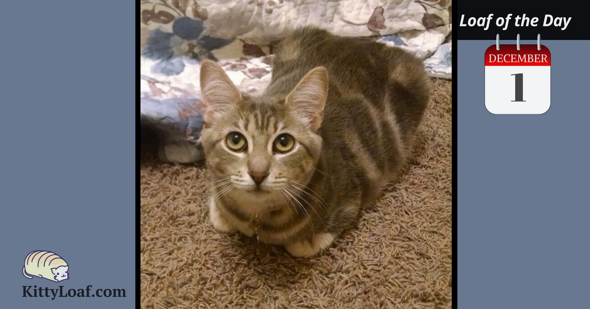 Loaf of the Day – 12/1/17 - Kitty Loaf