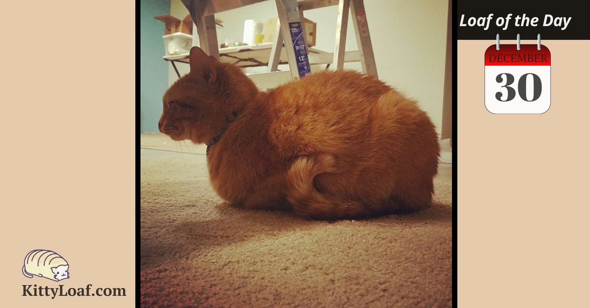 Loaf of the Day – 12/30/17 - Kitty Loaf