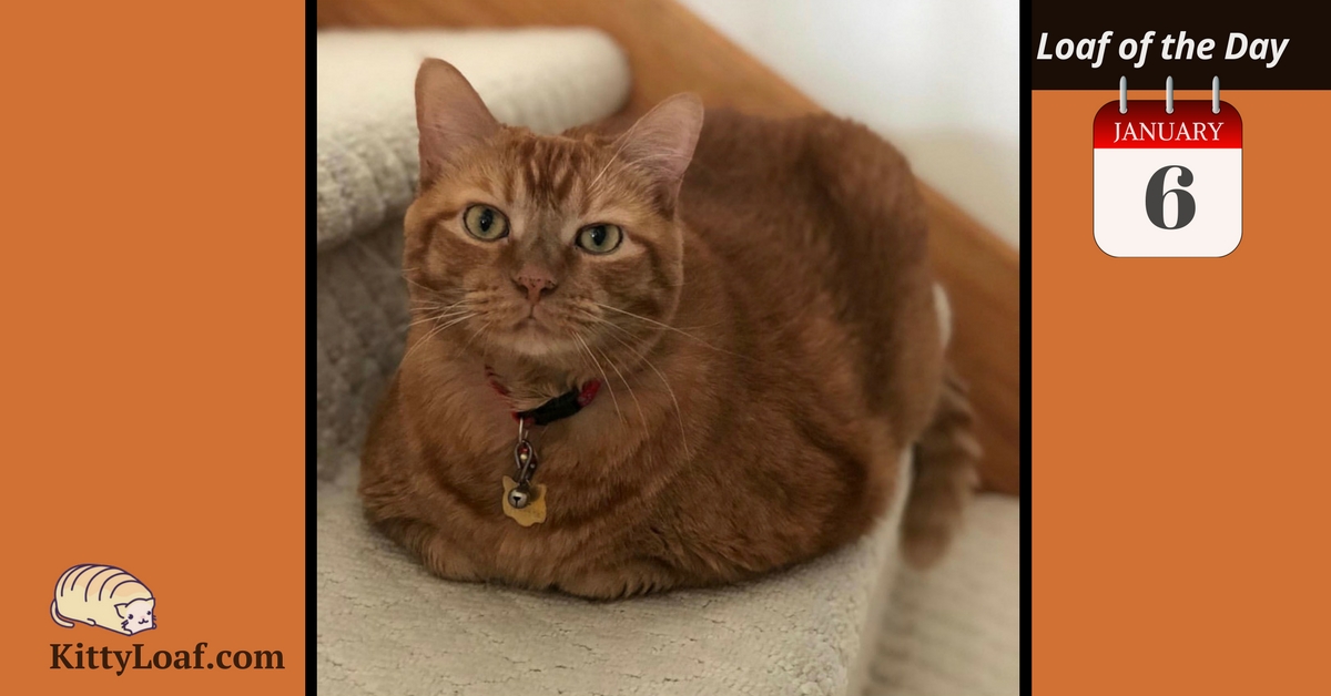 Loaf of the Day – 1/6/18 - Kitty Loaf